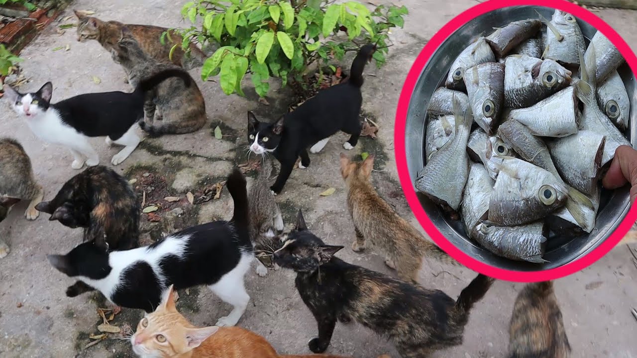 Cats eating raw fish - YouTube