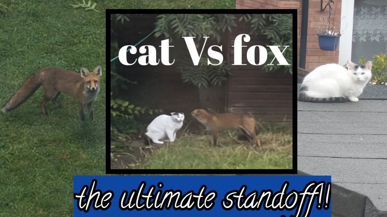 Cat Vs fox | fox and cat fight | fearless cat Vs fox | - YouTube