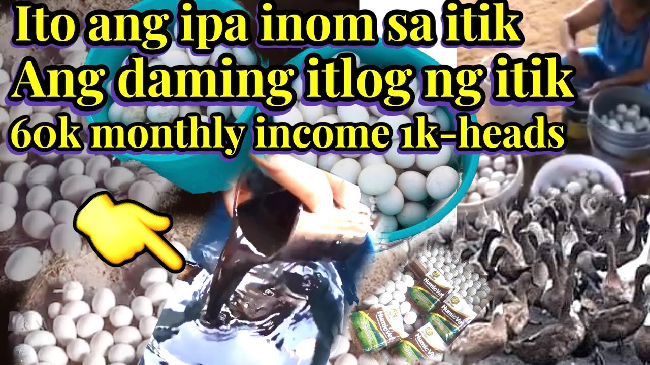 Secrito para marami ang itlog ng itik ito ang ipa inom Seguradong ...