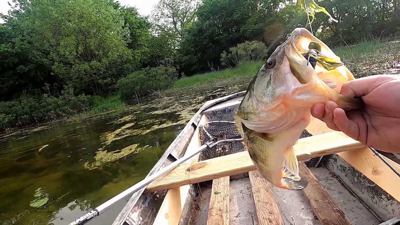 New Fresh Scorpions bait catches fish - YouTube
