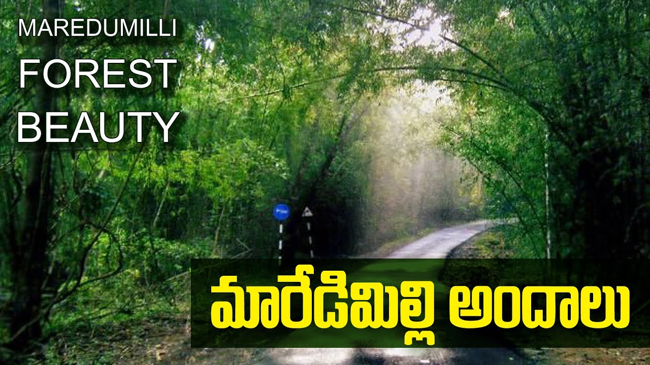 maredumilli | Maredumilli Forest | Bamboo chiken - YouTube