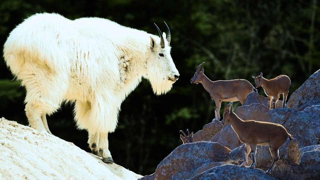 🏔️ Meet the Fearless Mountain Goat! 🐐┊66 Seconds Animals - YouTube