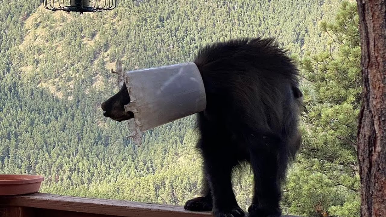 Bear with Bucket - YouTube
