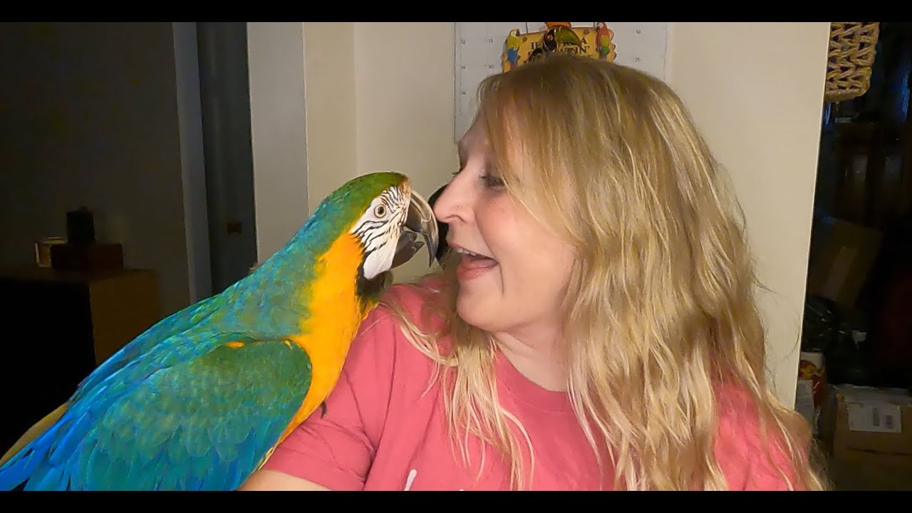 Rosie the Ruby Gold Macaw! - YouTube