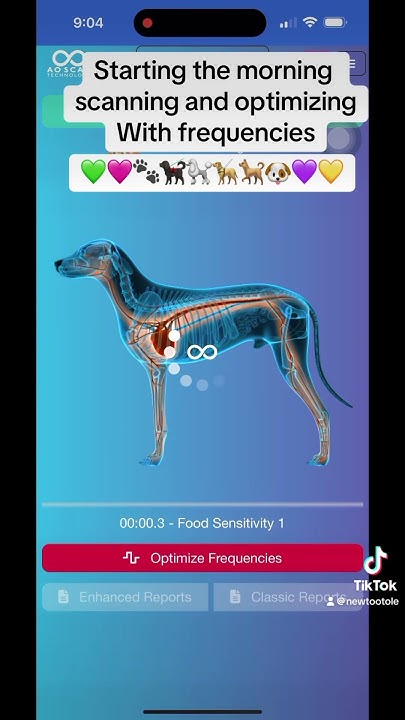 Pet Health AO Scan & Optimize with Frequencies - YouTube