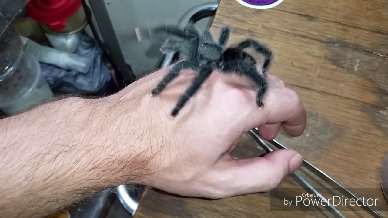 Handling one of my male Avicularia avicularia's - YouTube