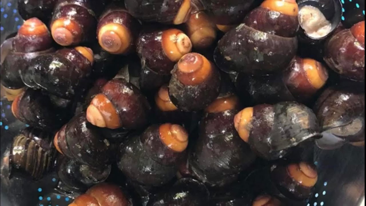 Guling Guling snail YouTube guling-guling-snail-youtube