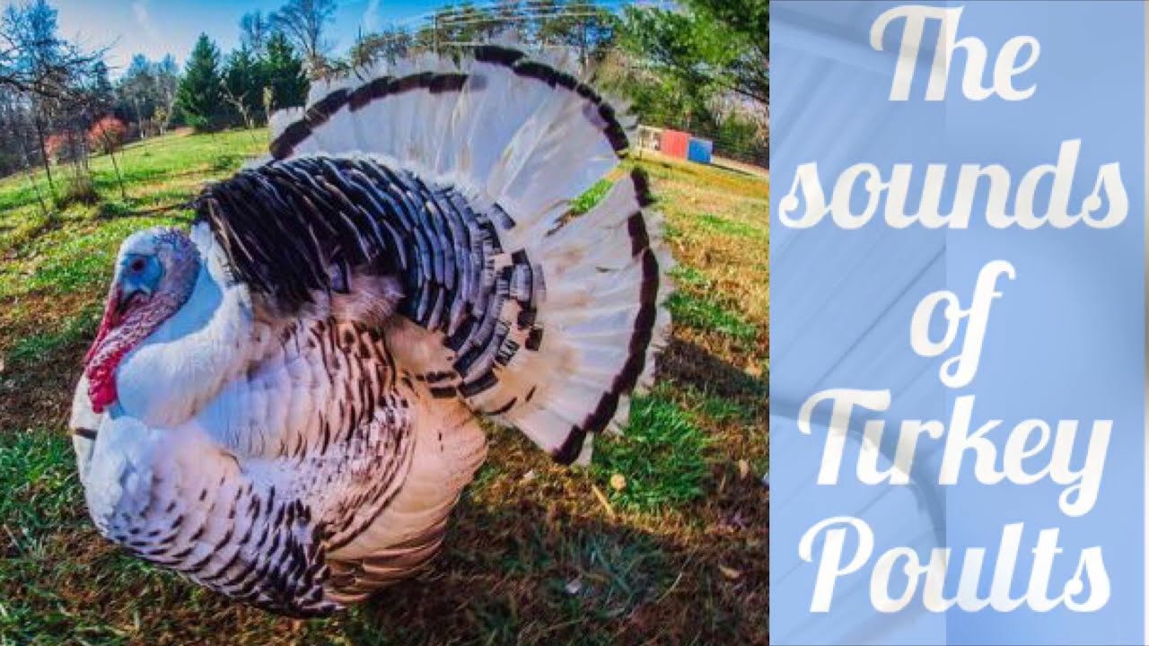 The Sounds of Turkey Poults - YouTube