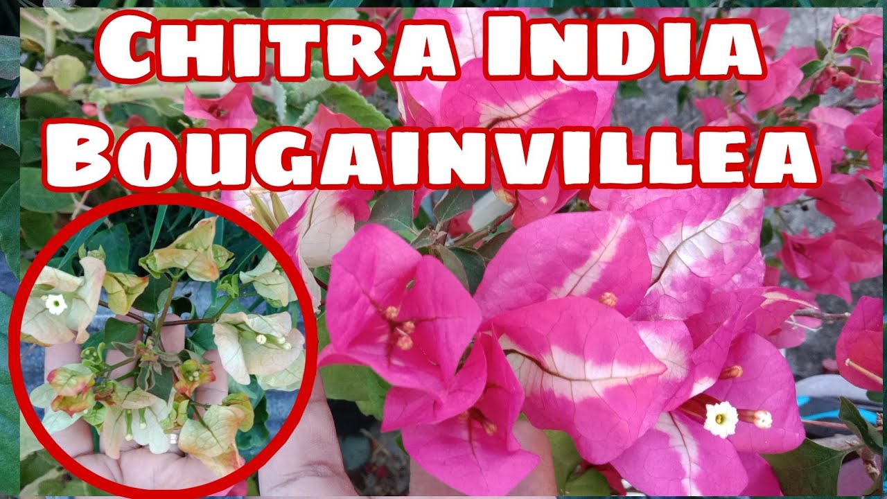 DIFFERENT COLORS OF FLOWERS OF CHITRA INDIA BOUGAINVILLEA ...