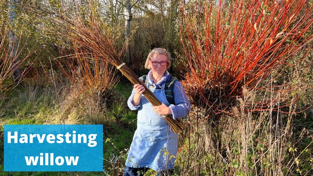 Harvesting willow for making Christmas wreaths - YouTube