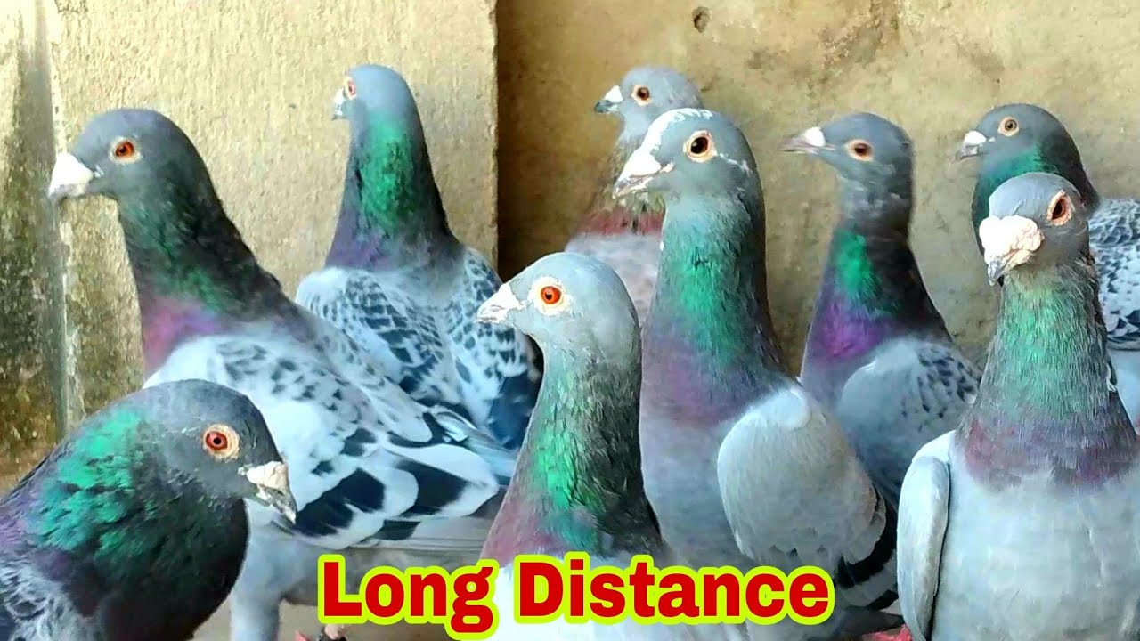 Racing Pigeon Loft Visit - Blue Sky Loft Breeder Racer Pigeon - Long ...