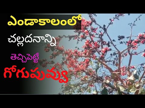 మోదుగ చెట్టు గోగి పువ్వు అద్భుత ఉపయోగాలు || Benifits of moduga kesar ...