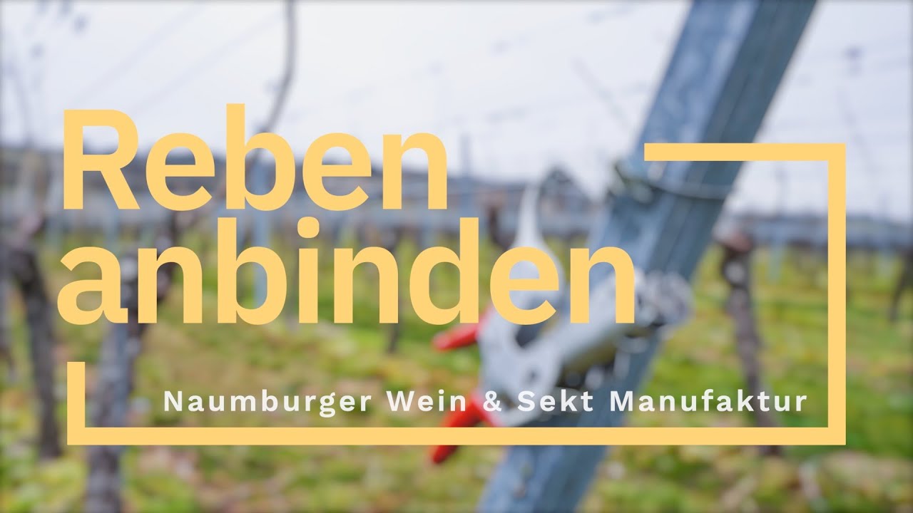 Reben anbinden im Weinberg - Naumburger Wein & Sekt Manufaktur ...