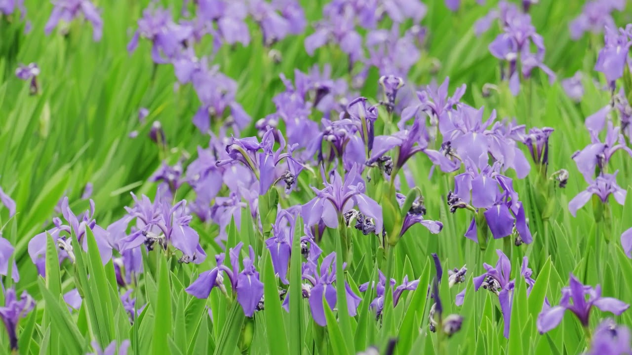 Shobu (Japanese iris) at Kanazawa Kenrokuen - Japanese flowers other ...