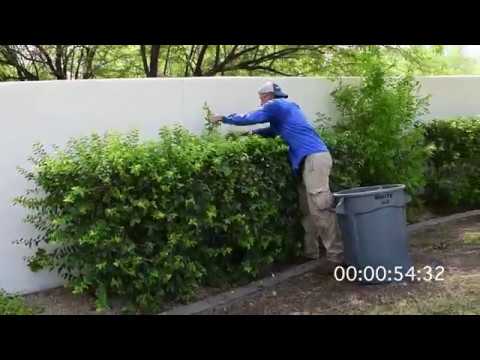 Selective Pruning to Create Natural Hedged Look - YouTube