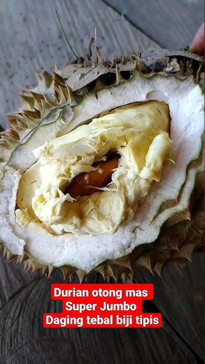 Durian Otong Mas Super Jumbo Berbuah sepanjang Tahun #durianindonesia - YouTube