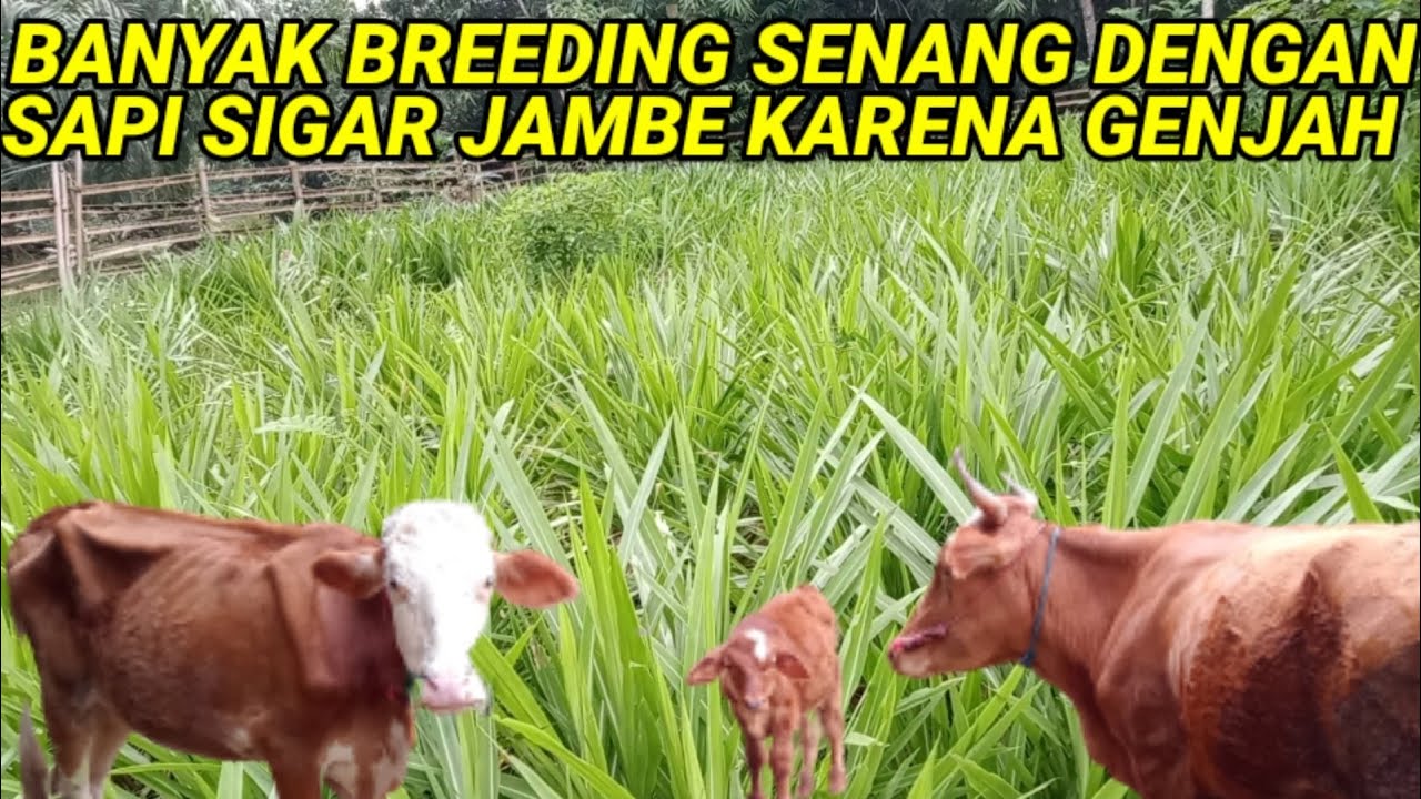 BREEDING SAPI 1 INDUKAN KURUS SIGAR JAMBE - YouTube