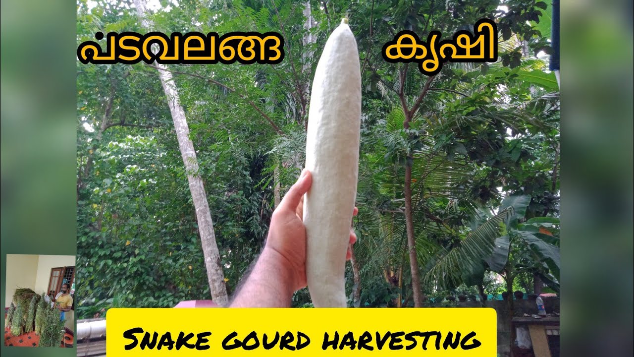 പടവലങ്ങ കൃഷി.. Snake Guard - YouTube