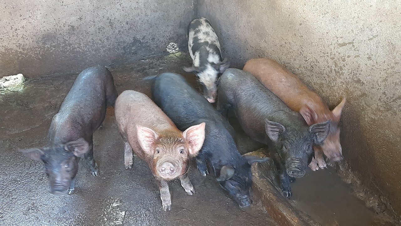 Native Pigs Update, May Lechon ulit!! - YouTube
