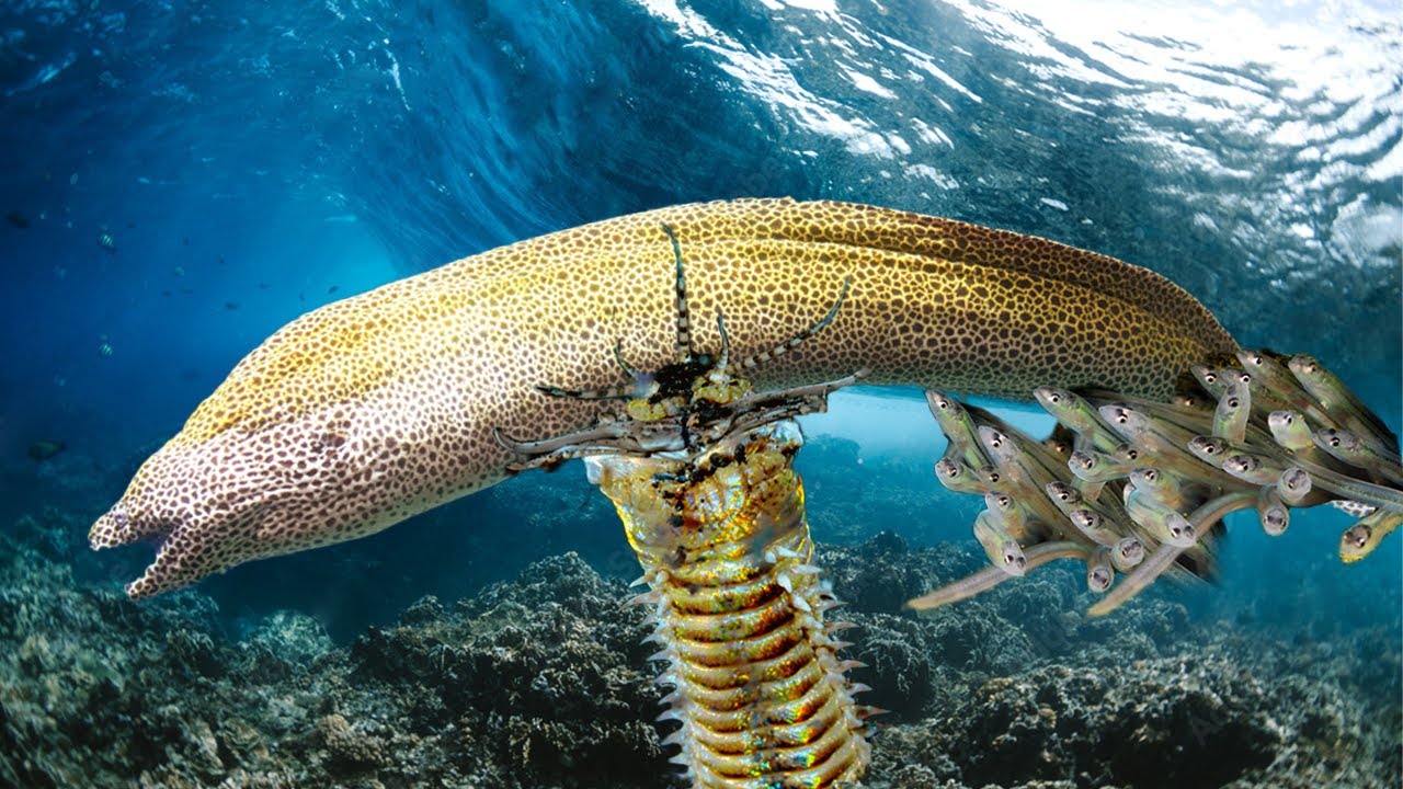 How Eel Giving Birth In The Ocean ? - YouTube