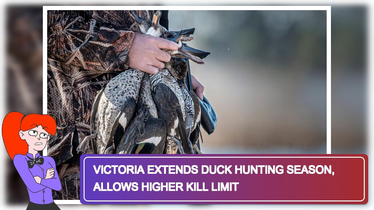 Victoria Extends Duck Hunting Season, Allows Higher Kill Limit - YouTube
