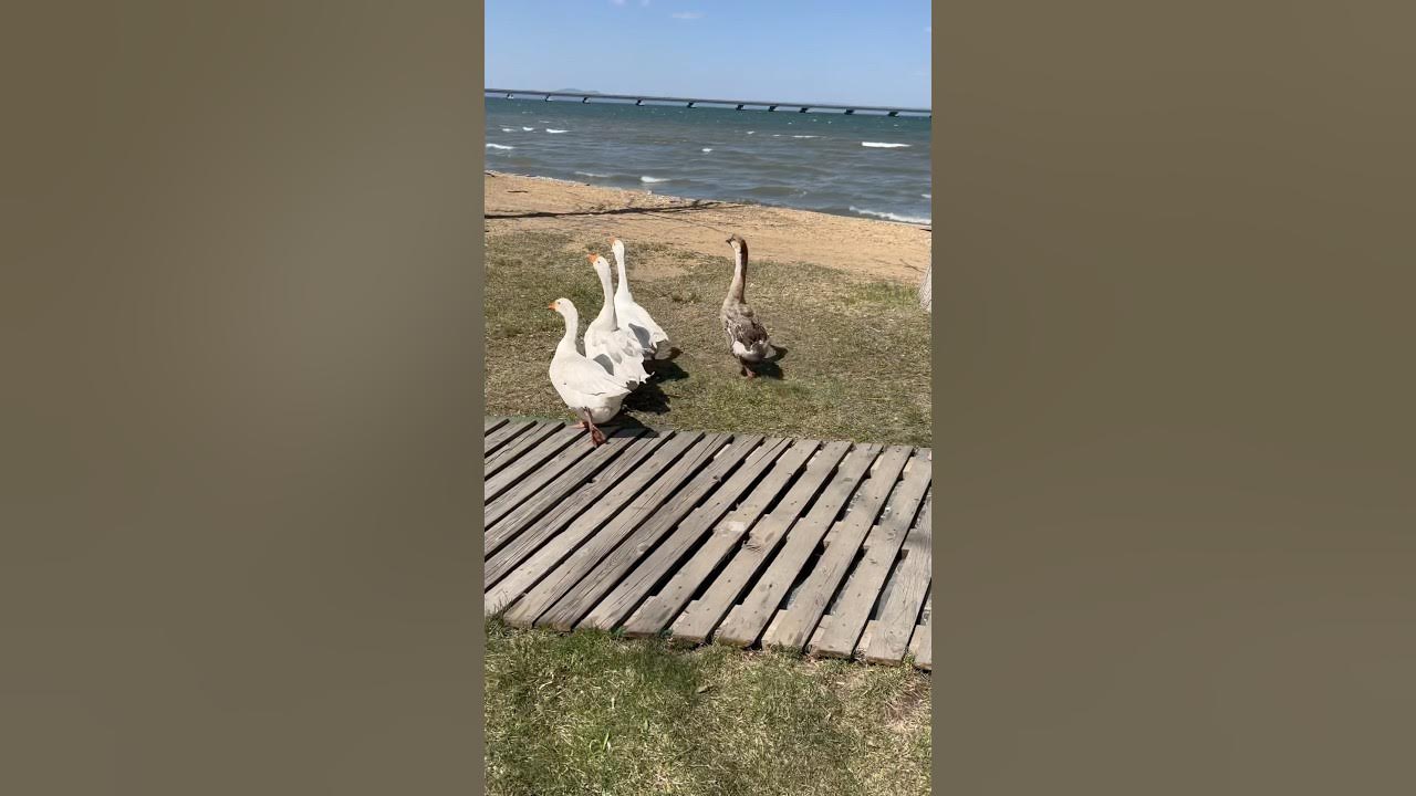 Загоняем гусей в море! - YouTube