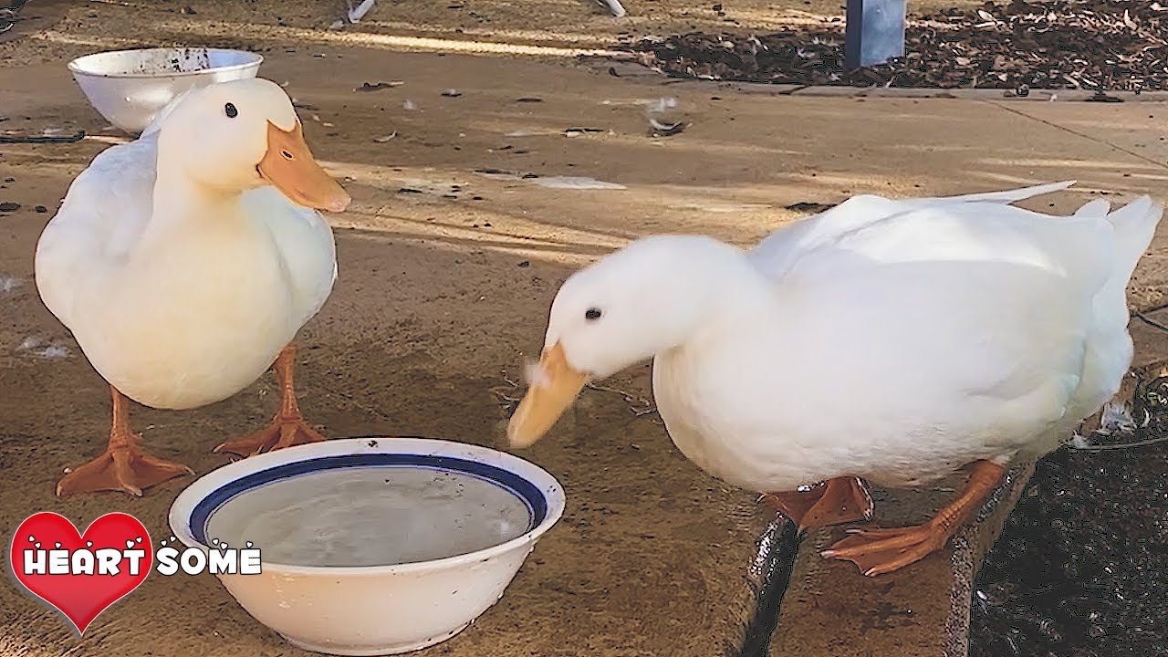 Sweetest Little Ducks Friendship - Happy Friendship Day || Heartsome 💖 ...