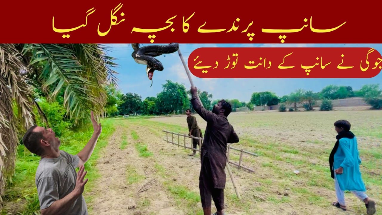 "Snake Devours Baby Bird, But Jogi Comes to the Rescue and Breaks the ...