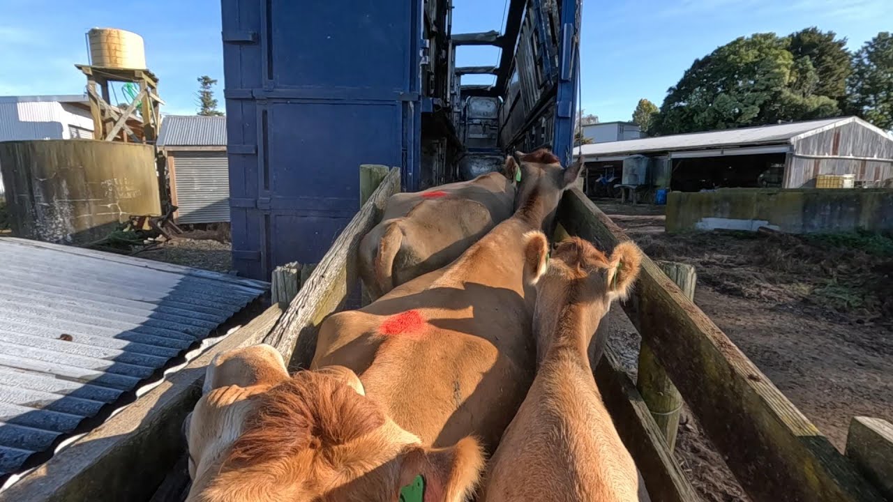 Fixing The Loading Ramp So I Can Offload More Cows | The Once A Day ...