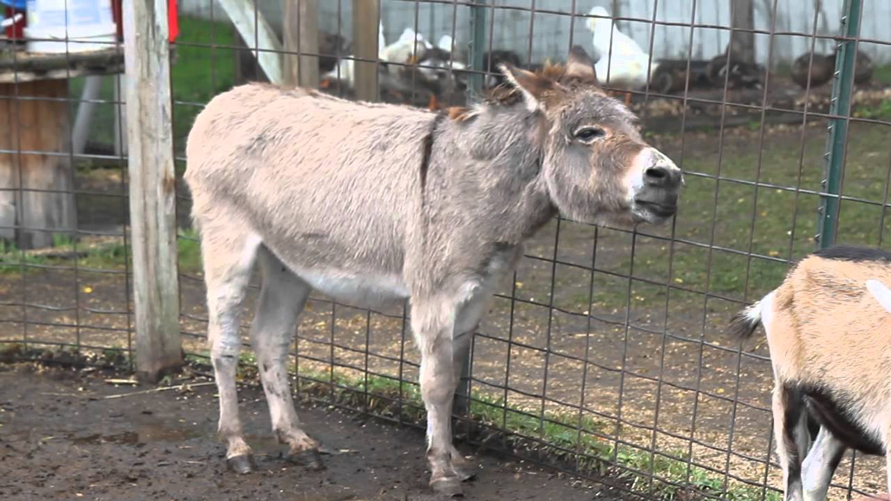 Vocalizing donkey - YouTube