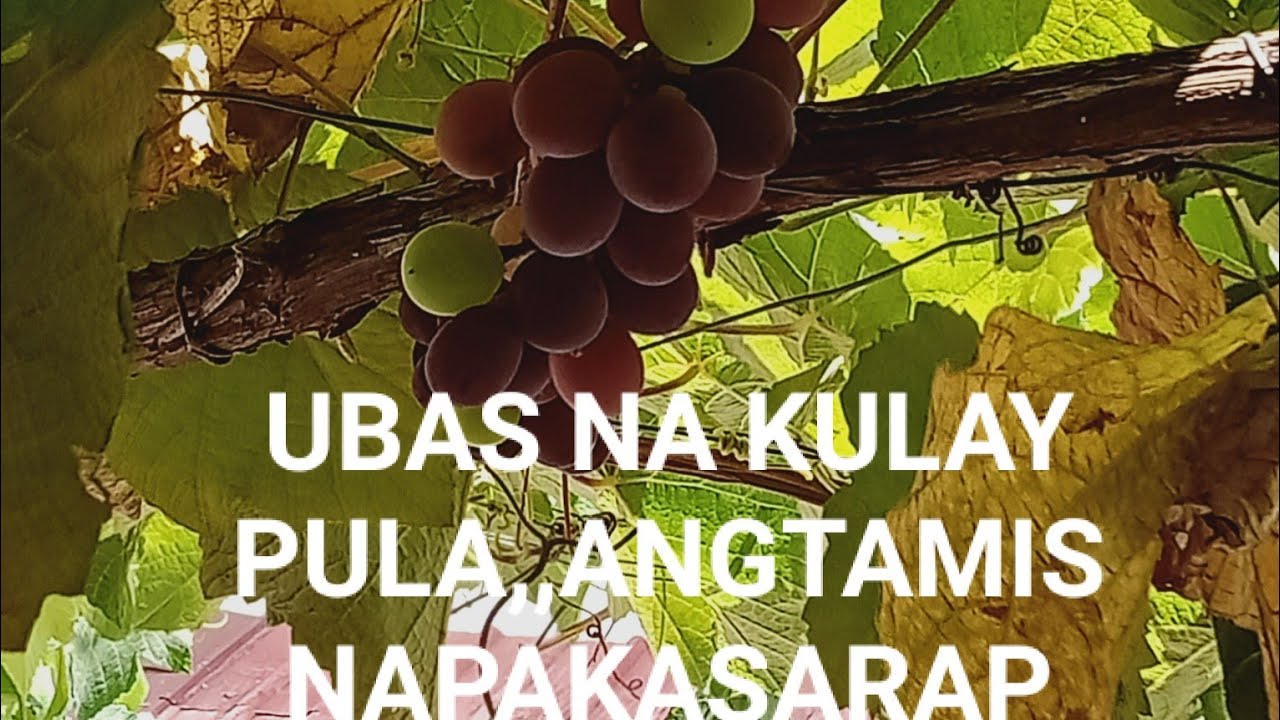 EP#133 UBAS NA KULAY PULA,, MA TAMIS AT NAPAKASARAP PA - YouTube