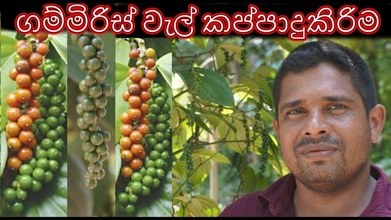 ගම්මිරිස් වැල් කප්පාදු කිරිම gammiris wel kappadu kirima ගම්මිරිස් වගාව ...