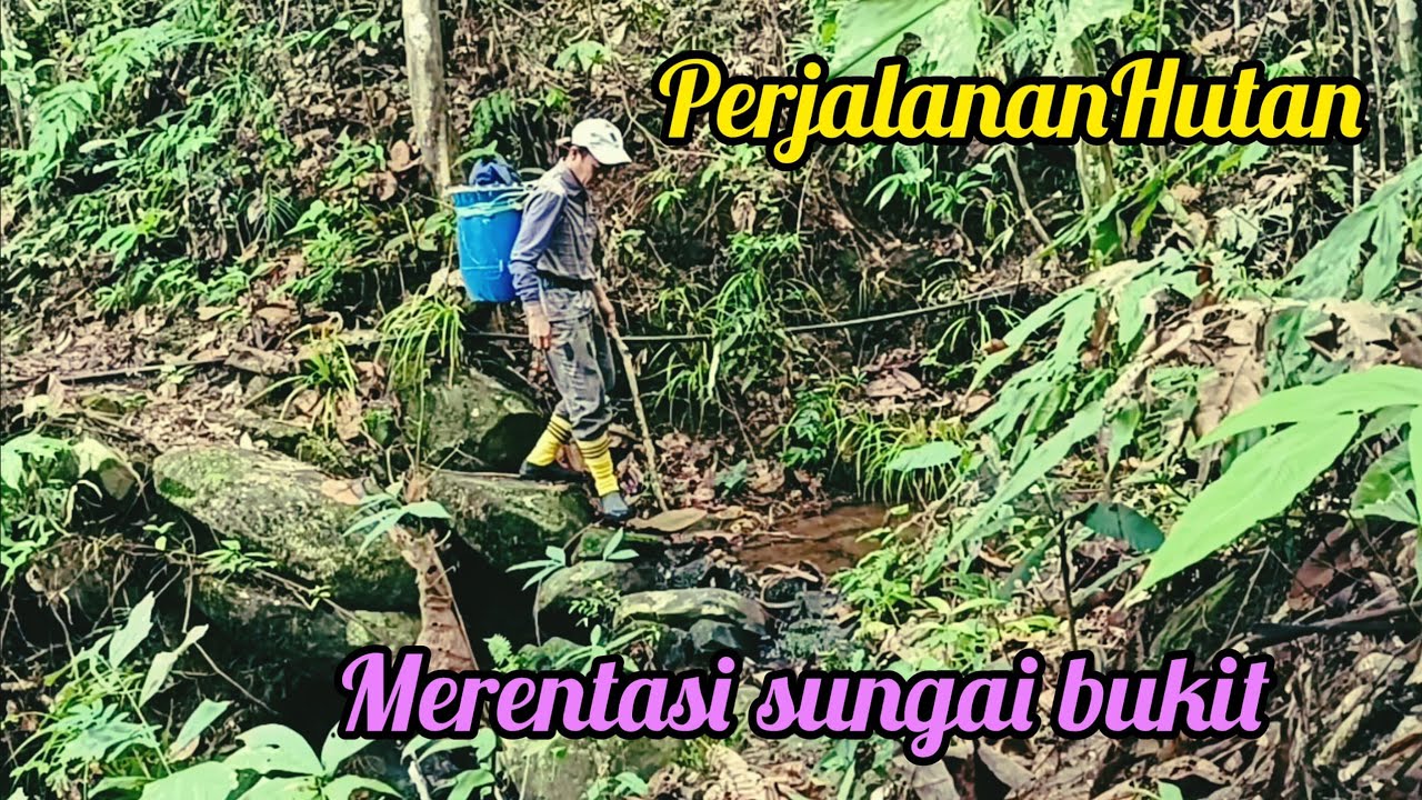 Perjalanan hutan menuju ke pokok Durian rimba. - YouTube