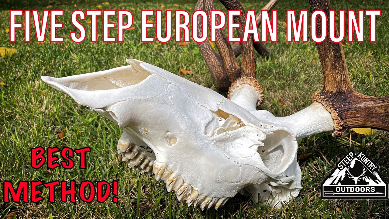 HOW TO - DIY European Mount - 5 STEPS! - YouTube