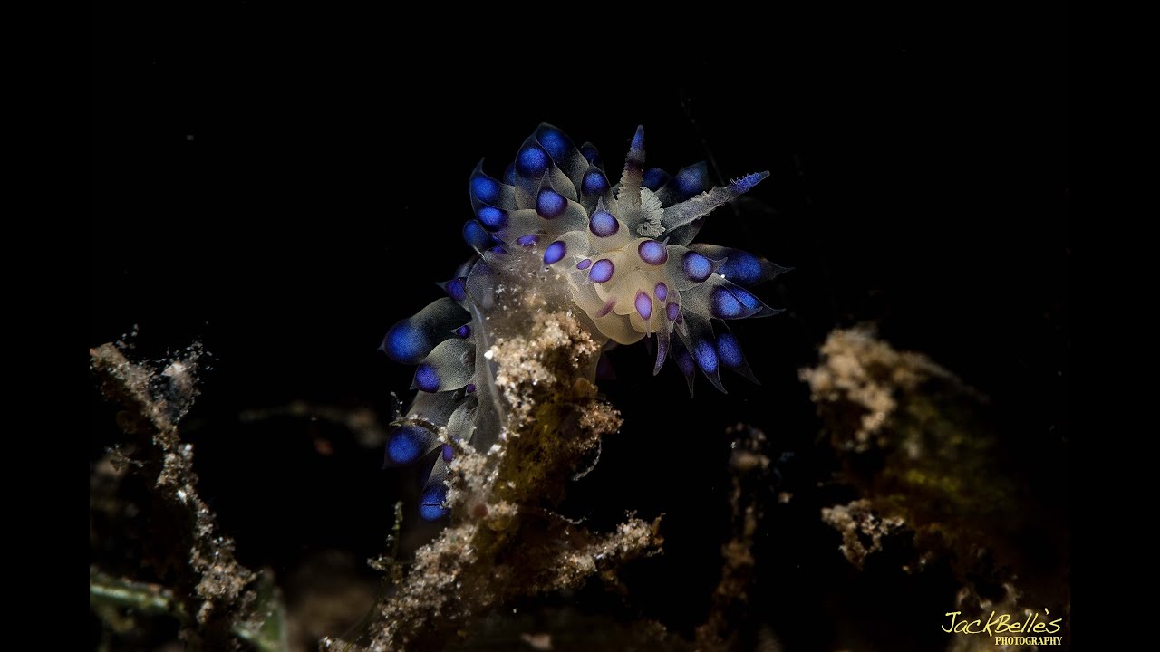 Deep Dive 5 HD 1080p - YouTube