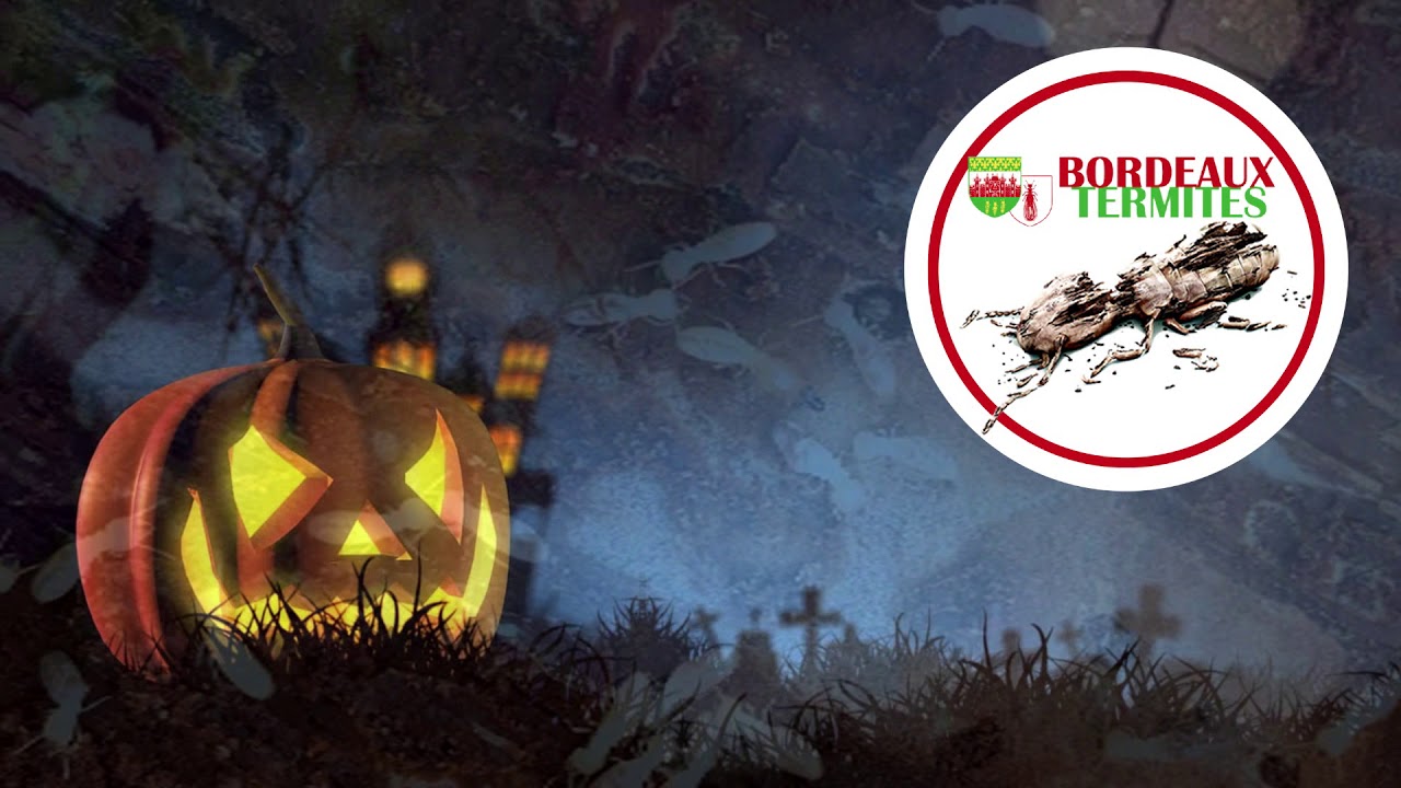 traitement termites halloween bordeaux termites - YouTube