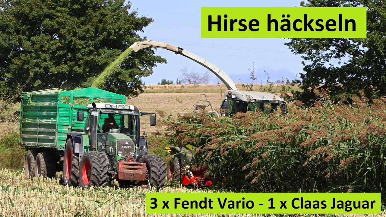 Hirse häckseln am Kasparhof mit Agrarservice Vogt und Claas Jaguar 850 ...