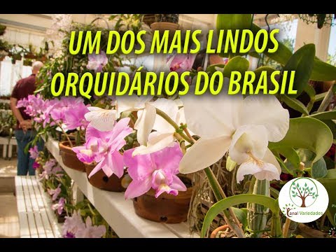 ORQUIDÁRIO DE PRISCILA FONSECA SÓ FLORES CAMPEÃS, Plantar em Casa