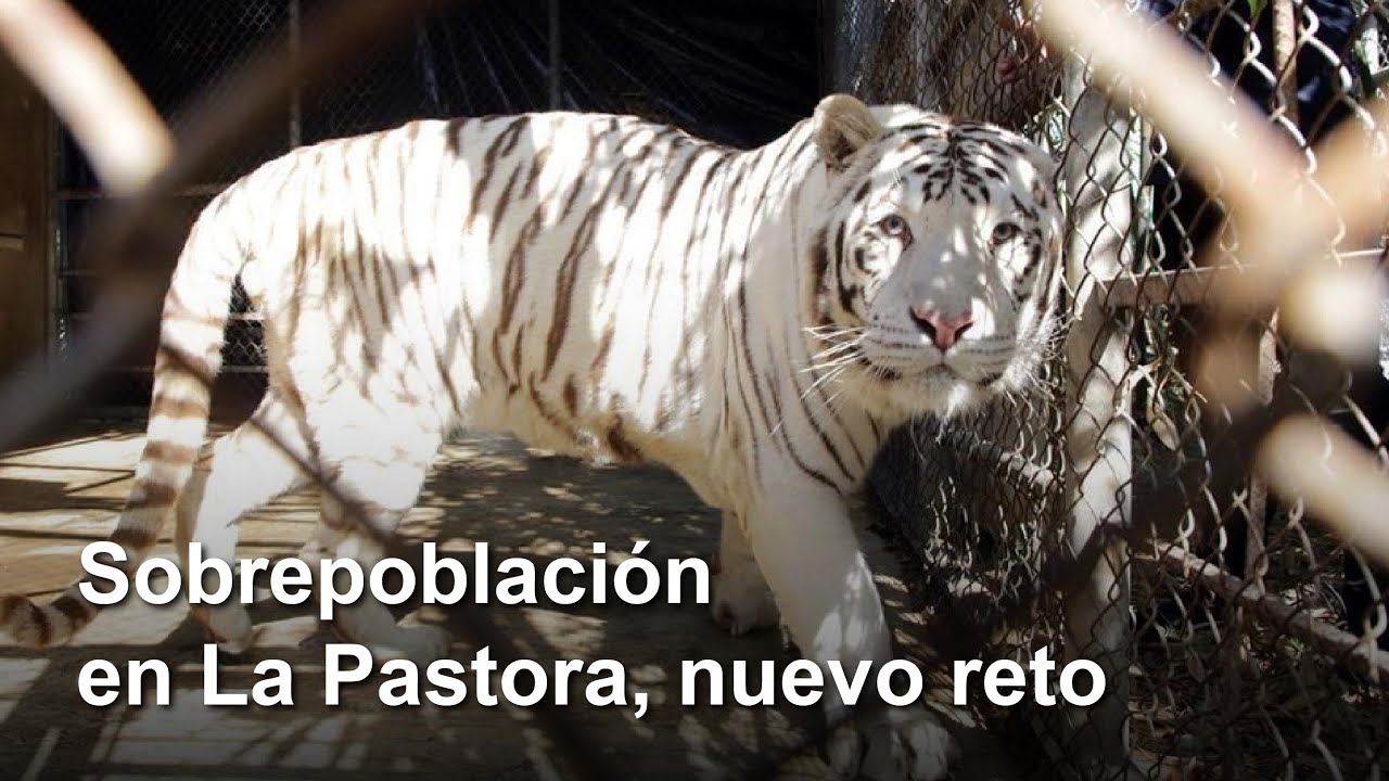 Reto en La Pastora: sobrepoblación animal | Monterrey - YouTube