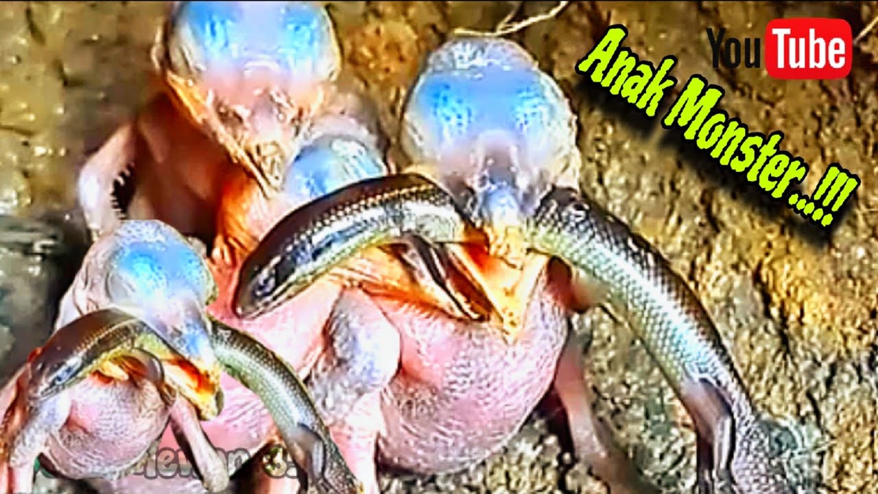 Anak Tengkek Kembali Brutal Menghabisi Kadal Babon - Baby Kingfisher ...