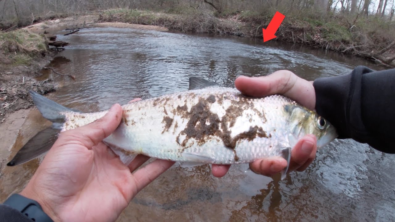 CREEK Fishing in Maryland for ANYTHING that bites! (Multi-species ...