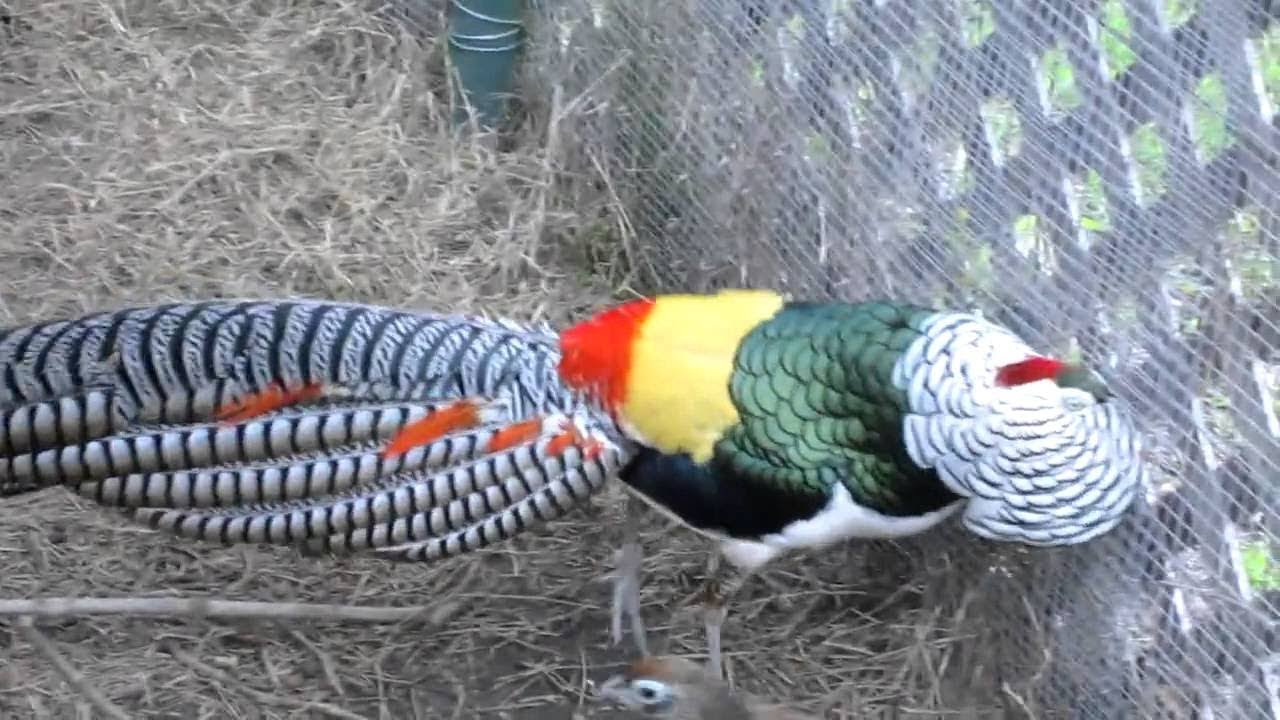 Colourful Lady Amherst Pheasants At Mysore Zoo - YouTube