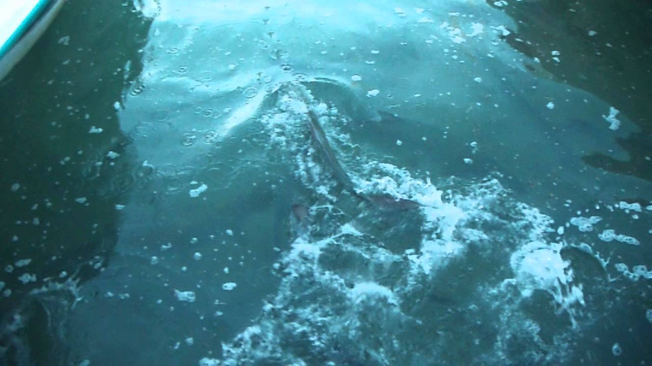 Robbie's Marina Islamorada , Florida Feeding The Tarpon - YouTube