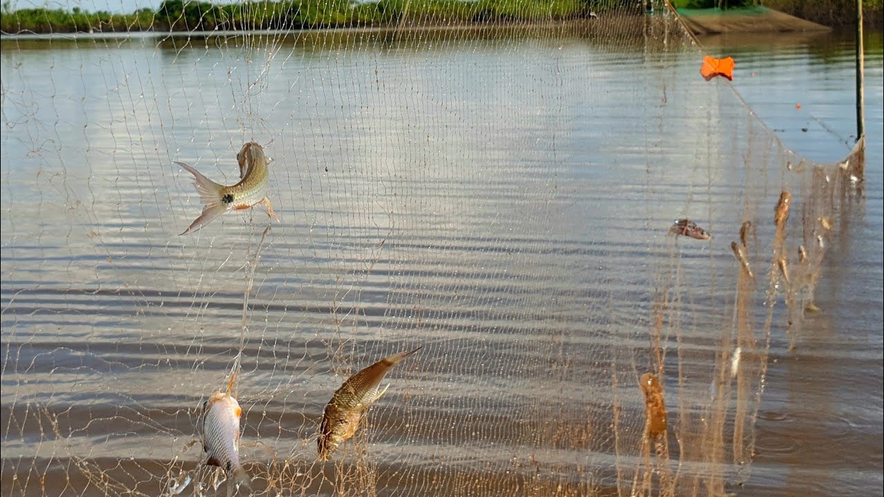 Fishing Web Video | Natural fishes alot of small fishes - fishing web ...
