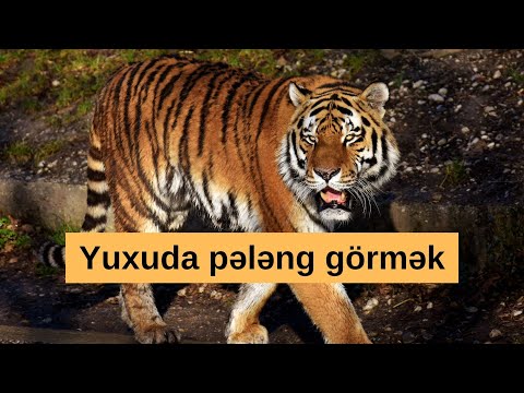 Yuxuda Pələng Görmək Nədir?
