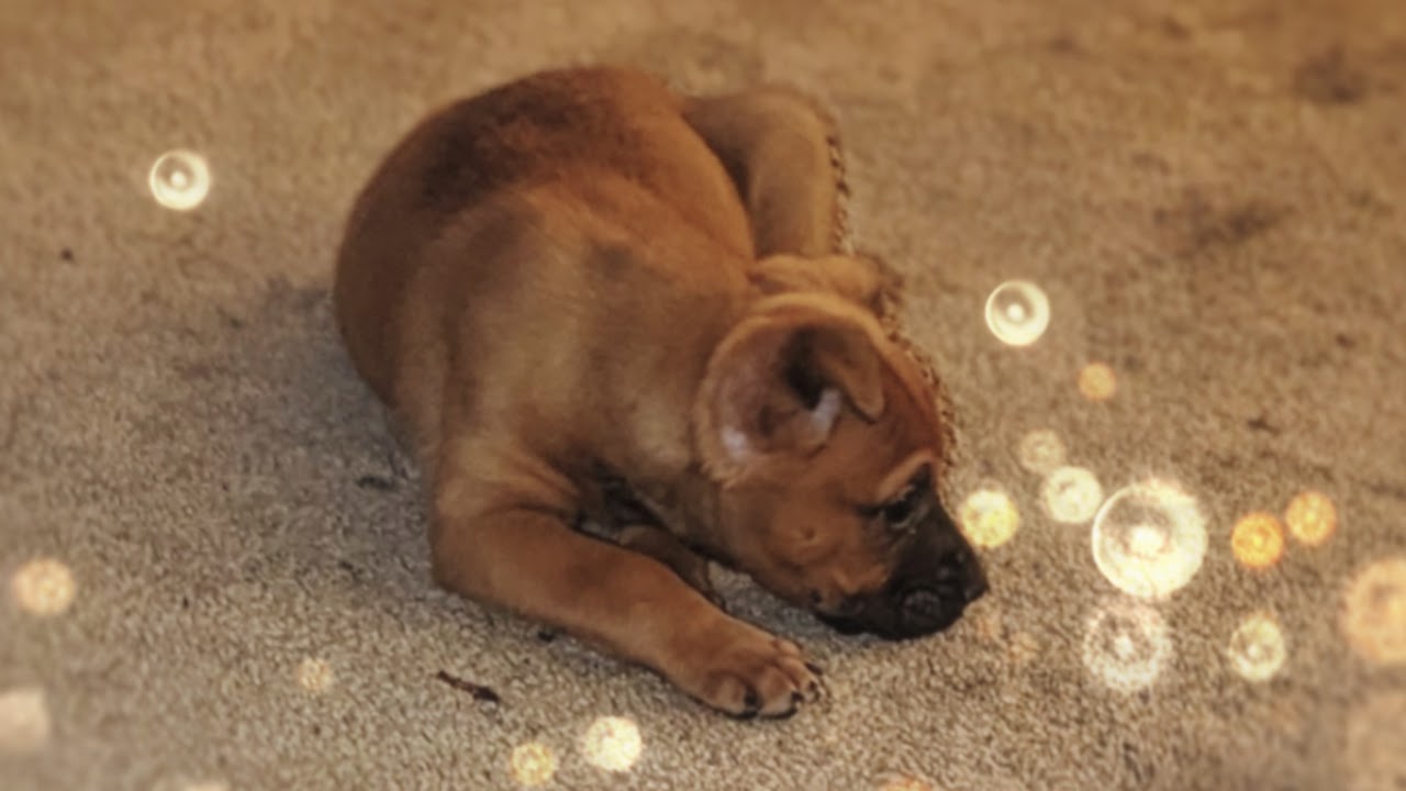 Blake Gentry Live Stream - YouTube