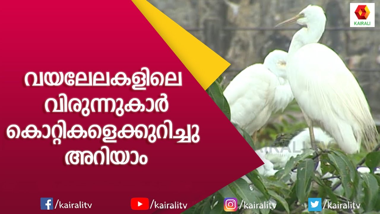 വയലുകളിലെ കാവൽക്കാരൻ - കൊറ്റികൾ | Kilivathil | Indian Pond Heron ...