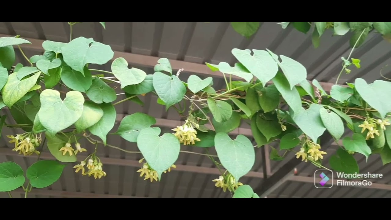 best method to plant Kodi sambangi - YouTube