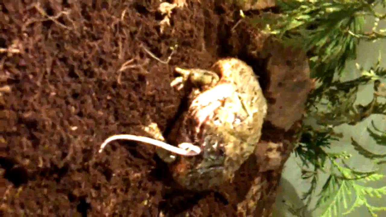 Pixie Frog Eats Mouse - YouTube
