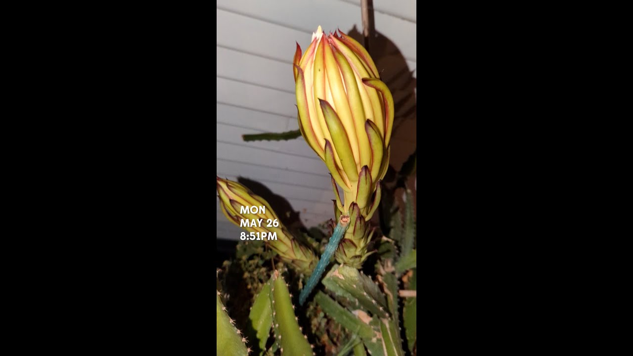 Night Blooms: Waiting for the Dragon Fruit Flower - YouTube